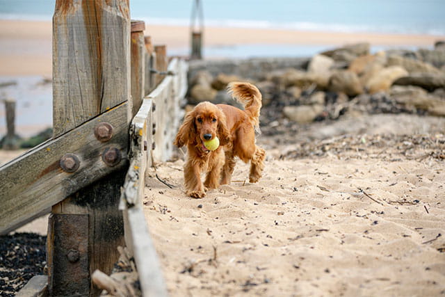 A Local Guide to Dog-Friendly Activities in Norfolk